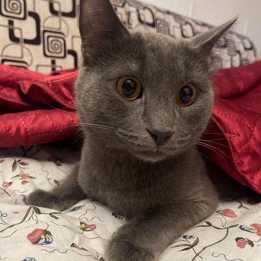 Кот в добрые руки