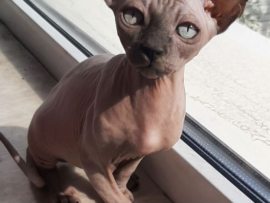 Канадский сфинкс. Котенок