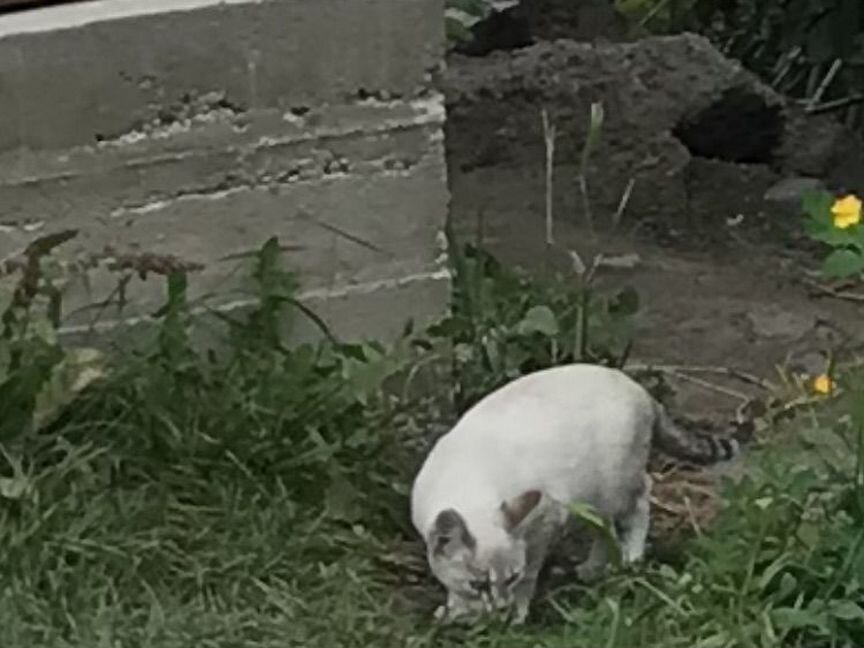Котенок светло- серый