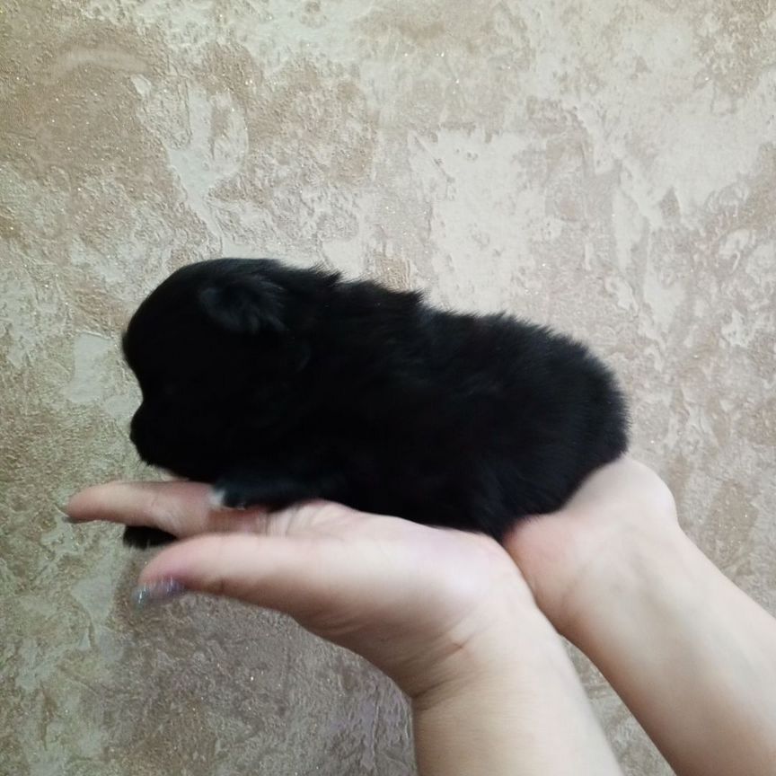 Щенки шпица