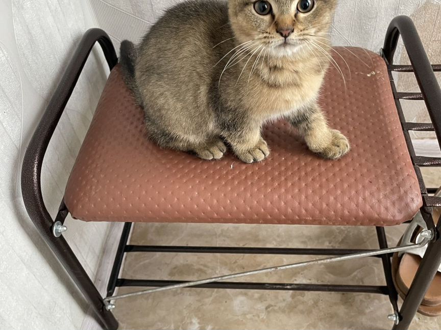 Британский вислоухий шиншил