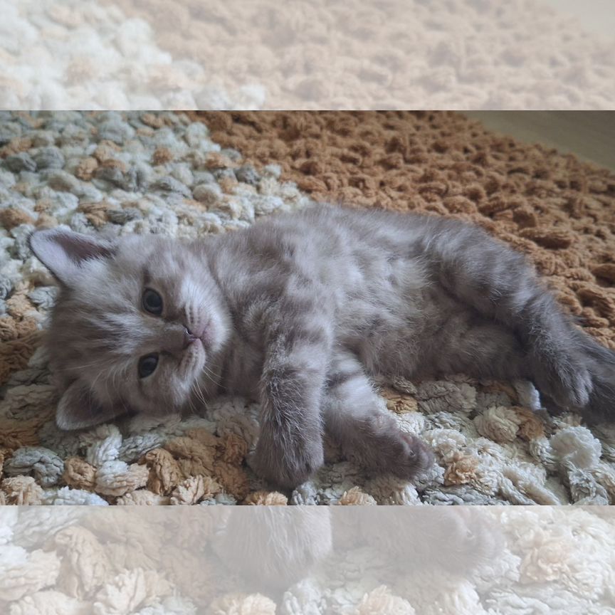 Шотландский прямоухий короткошёрстный котёнок