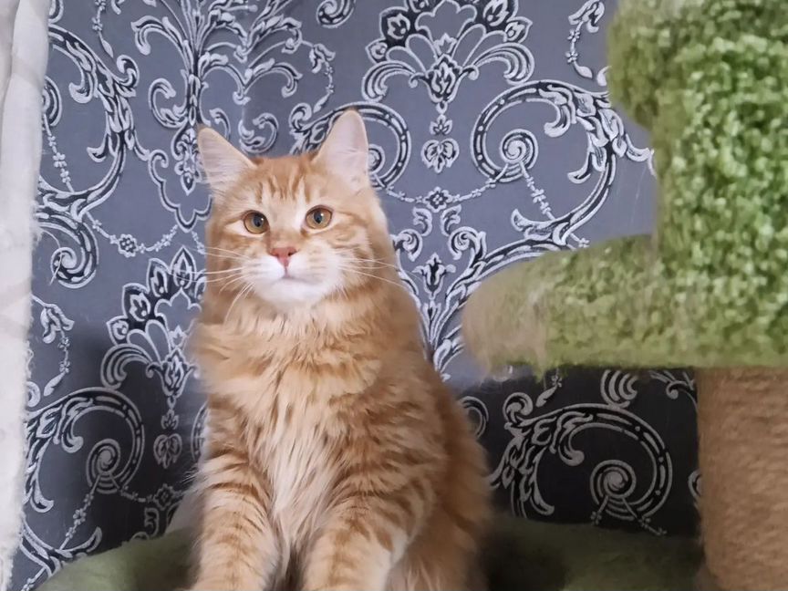 Клубная девочка Офира