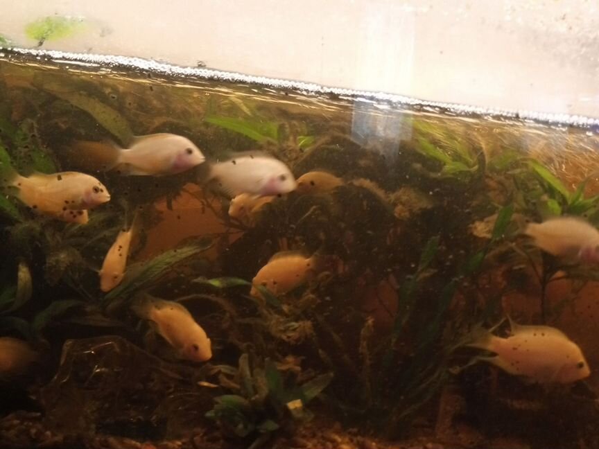 Цихлазома фламинго