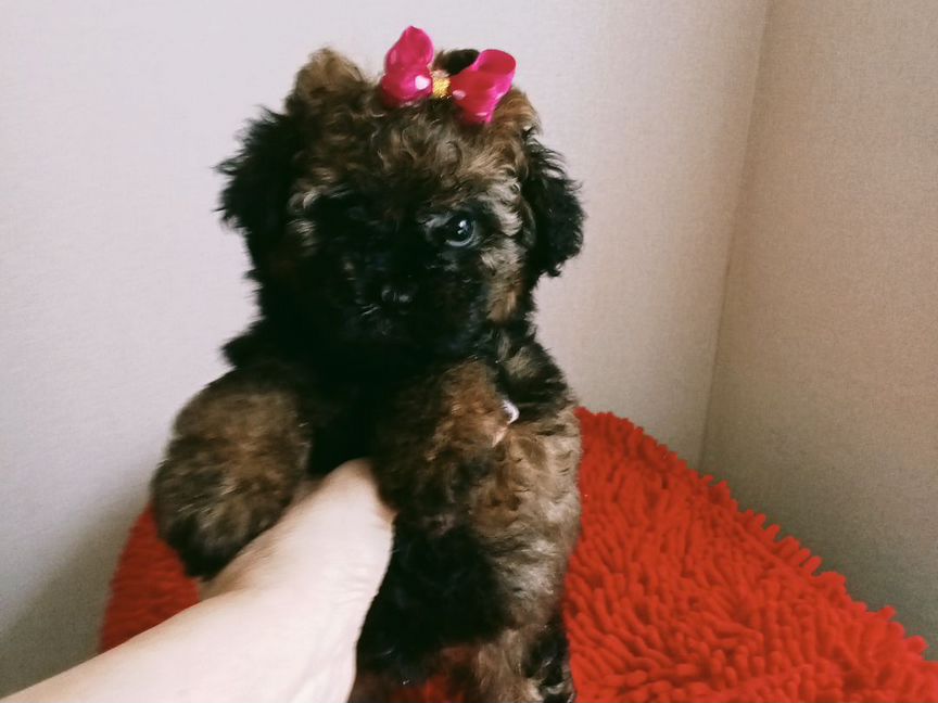 Мальтипу девочка редкого окраса