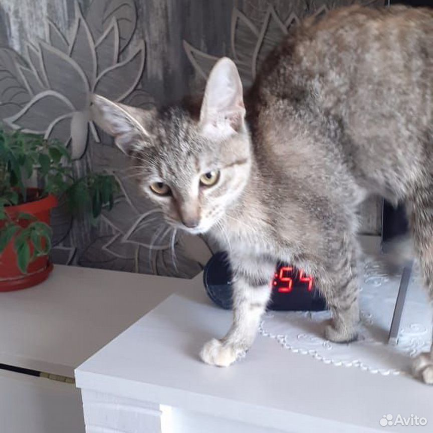 Котёнок Сима