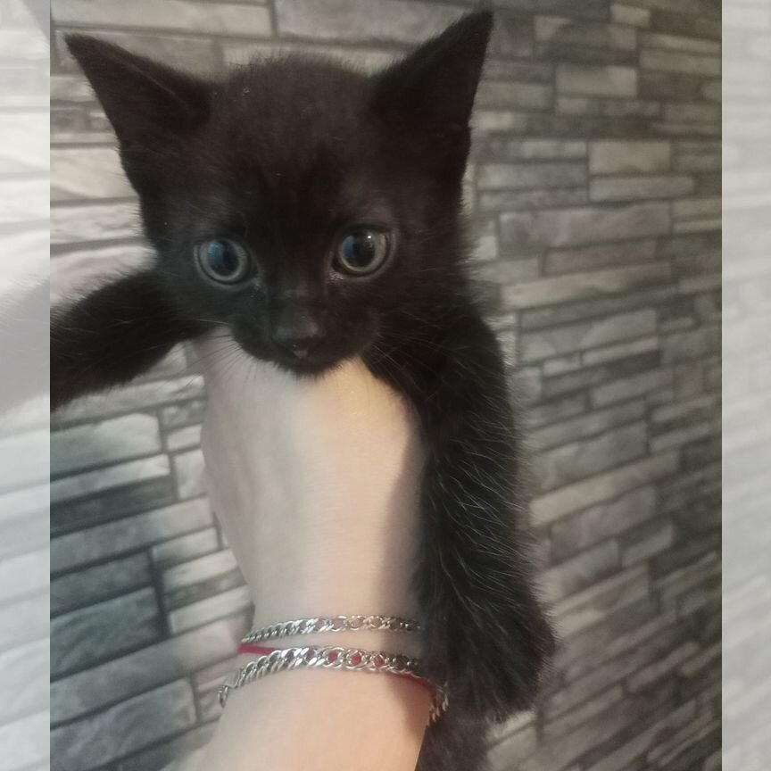 Отдам котенка в добрые руки