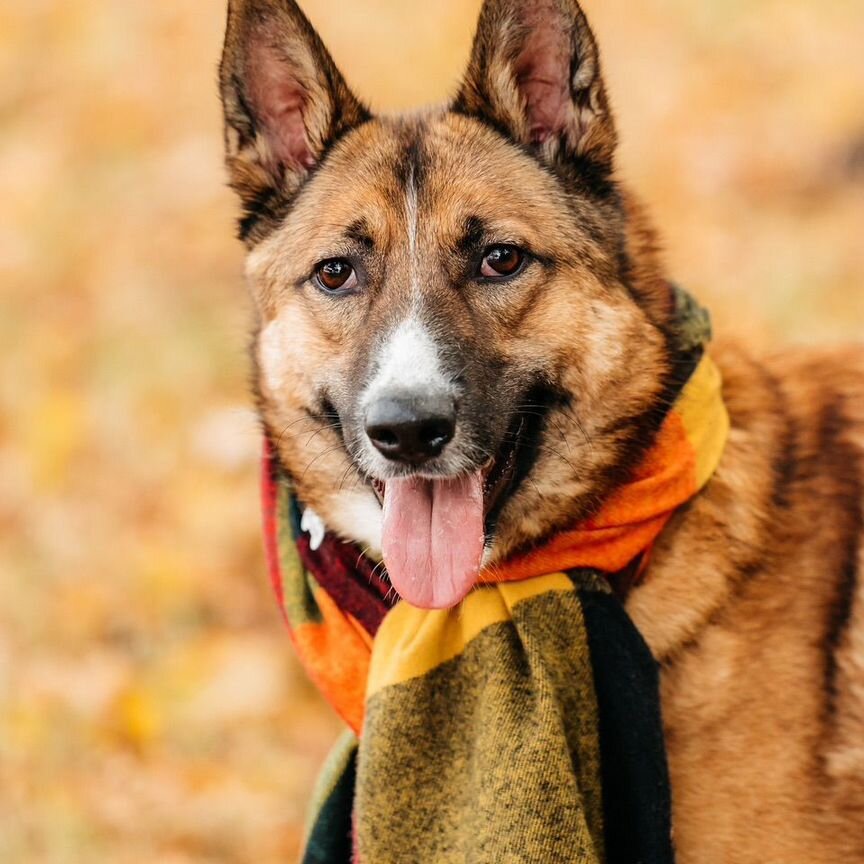 Чудесный парень в добрые руки