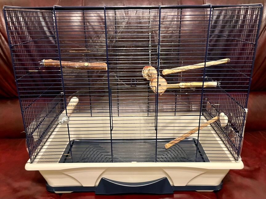 Клекти большая и средняя. Переноска