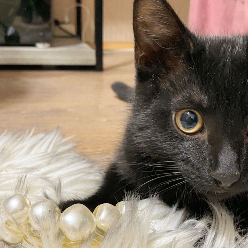 Котенок мальчик игривый