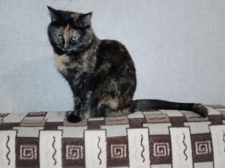 Кошка в дар бесплатно