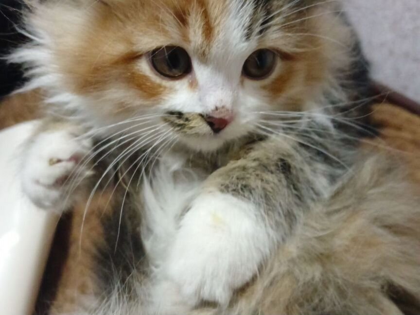 Беспородные котята