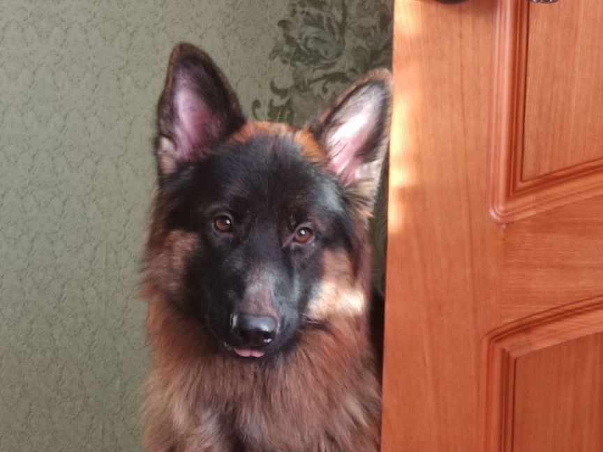 Кобель вязка немецкая овчарка чистокровный