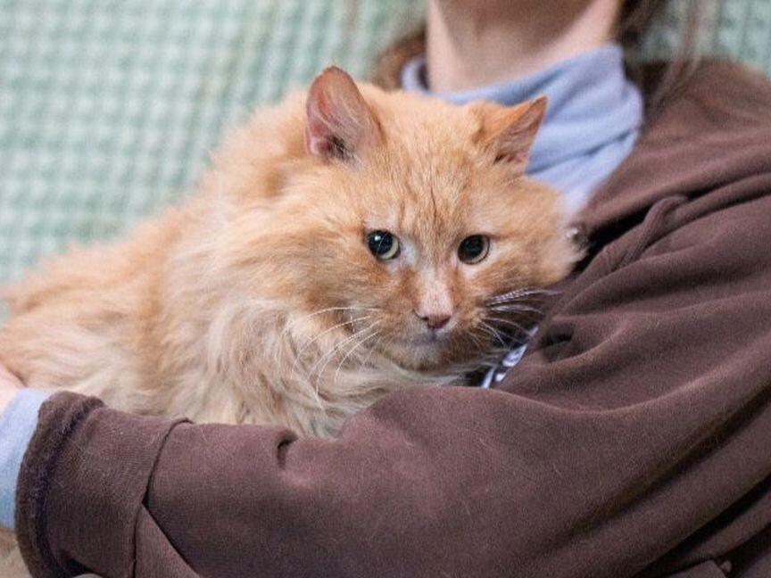 Невероятно красивый кот Клавдий в поиске дома