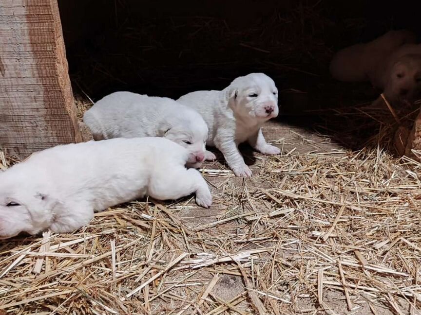Среднеазиатская овчарка алабай щенки
