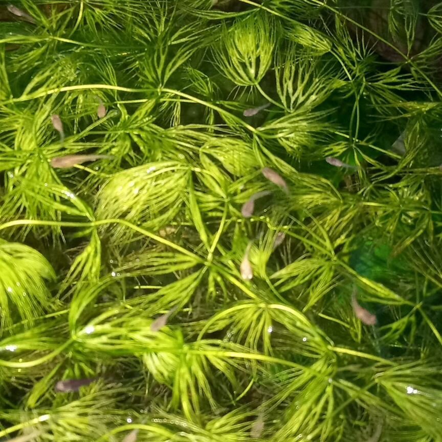 Мальки гуппи