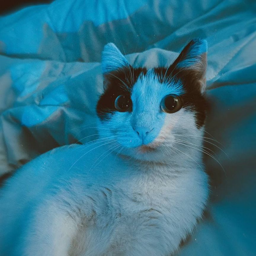 Кошечка Мия ищет дом