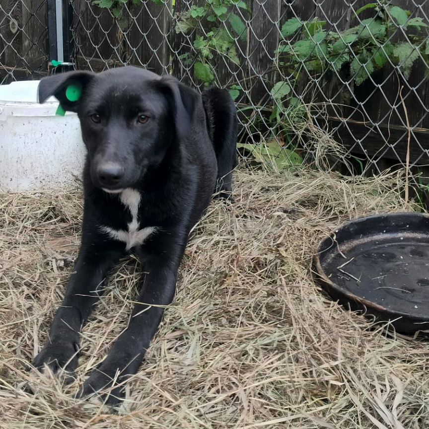 Взрослая собака в добрые руки