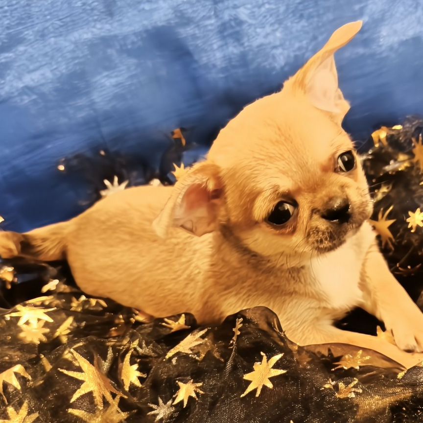 Чихуахуа, щенок