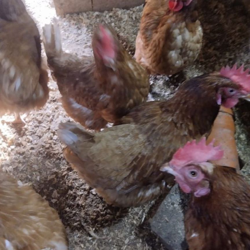 Куры несушки