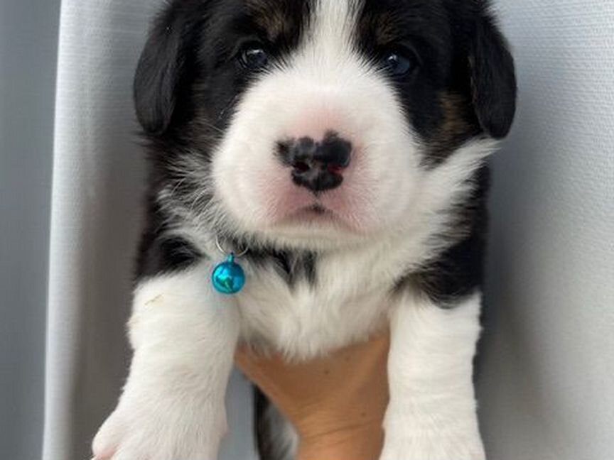 Мальчик Вельш-корги Кардиган