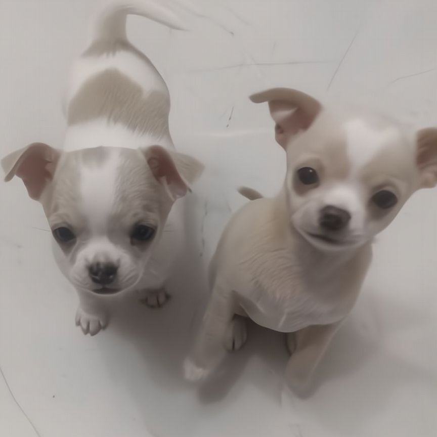 Чихуахуа, щенок