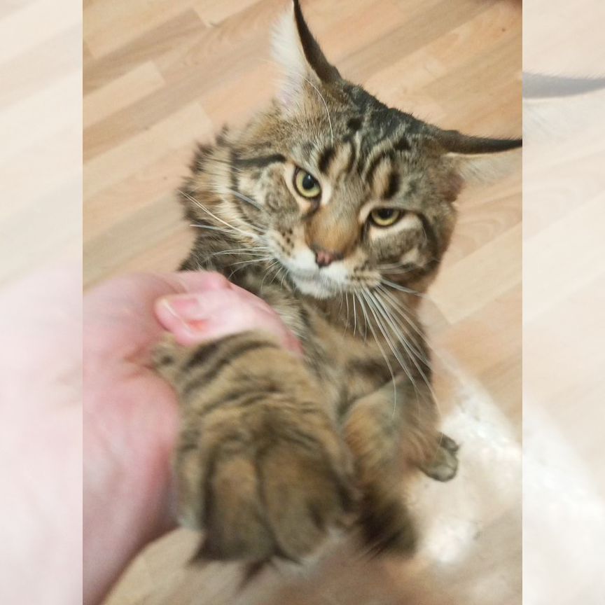 Мейн-кун котёнок