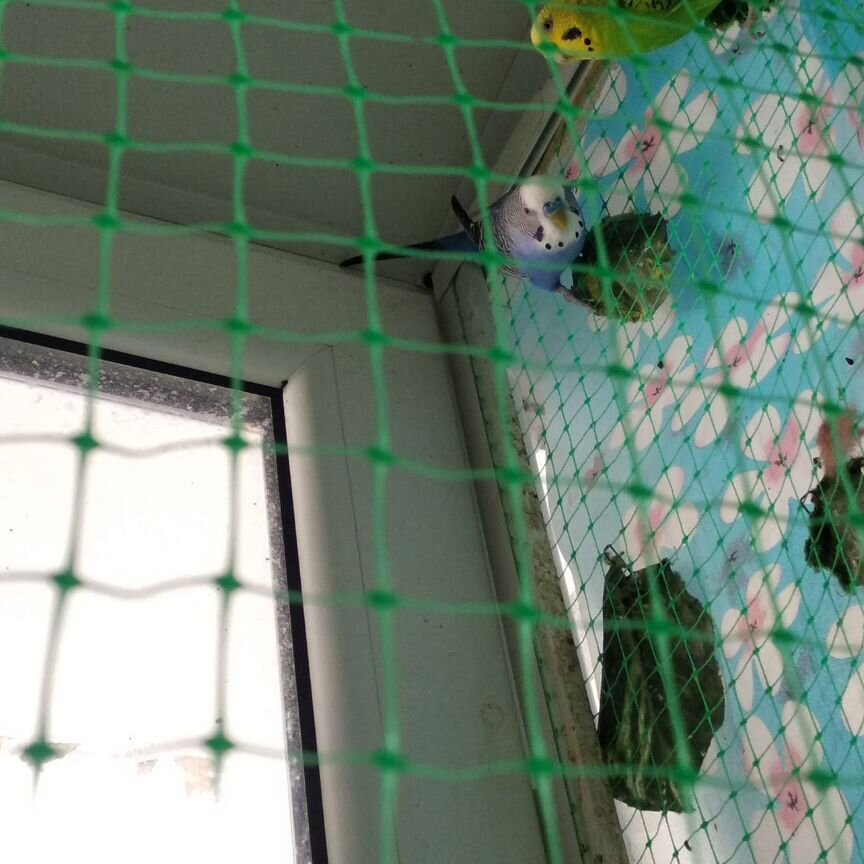 Волнистые попугаи пара