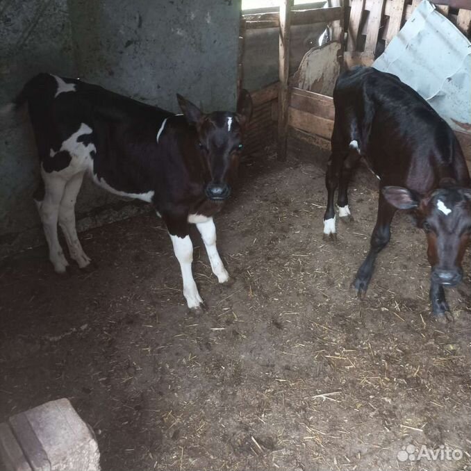 Телочки голштинской породы