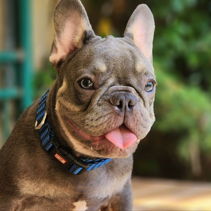 Французский бульдог щенки мини