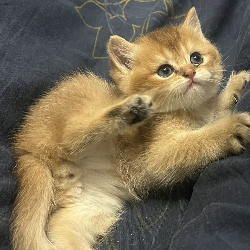 Рыжая шиншилла котенок