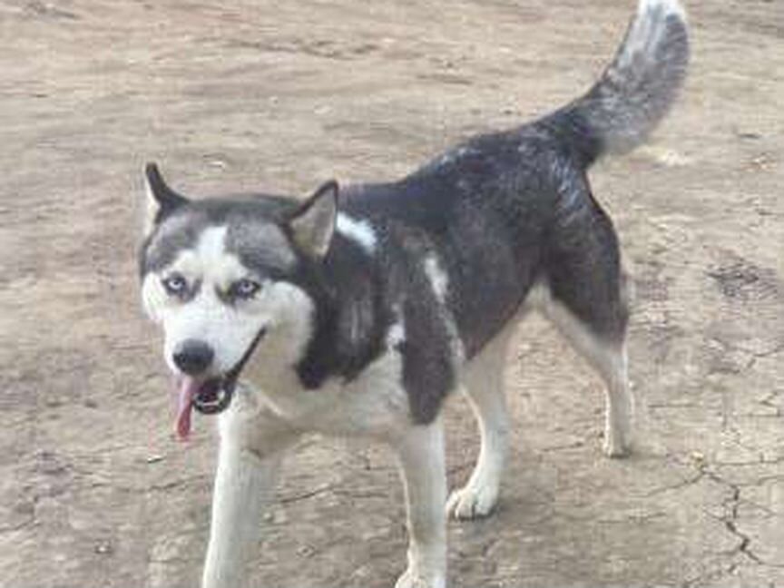 Сибирский хаски