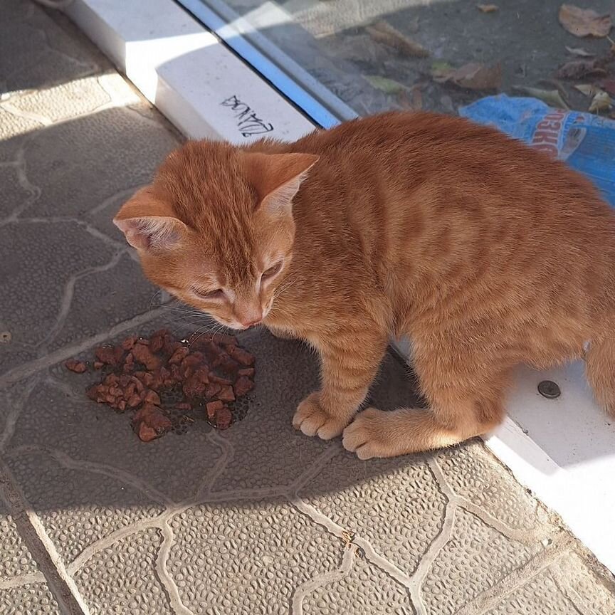 Кот рыжий возраст 4-6месяцев