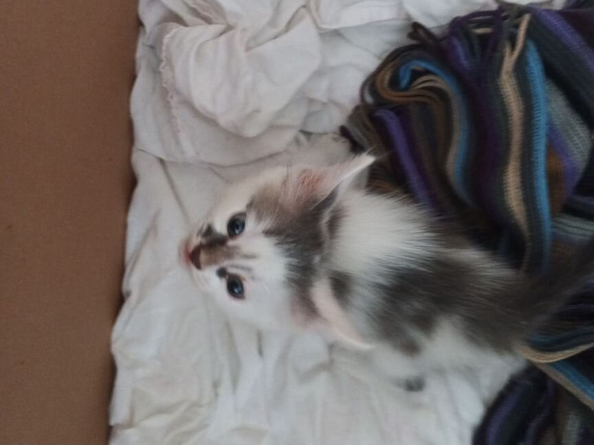 Котята в добрые руки бесплатно 2 девочки наверно