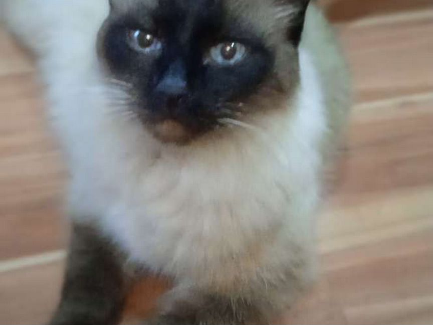 Кошки