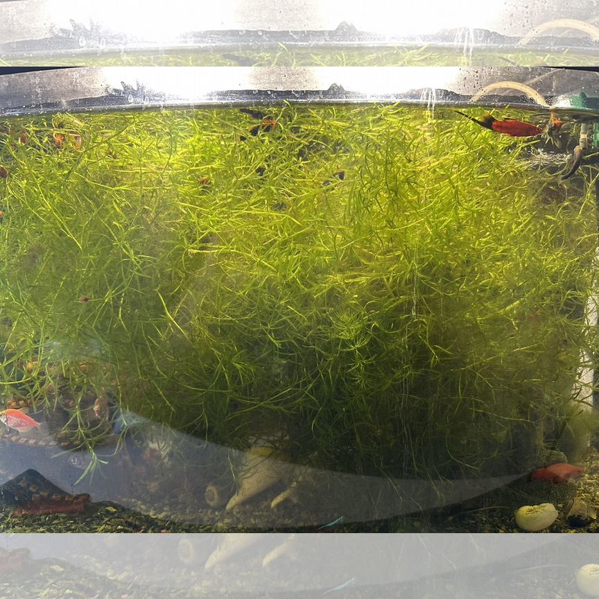 Растение для акварума