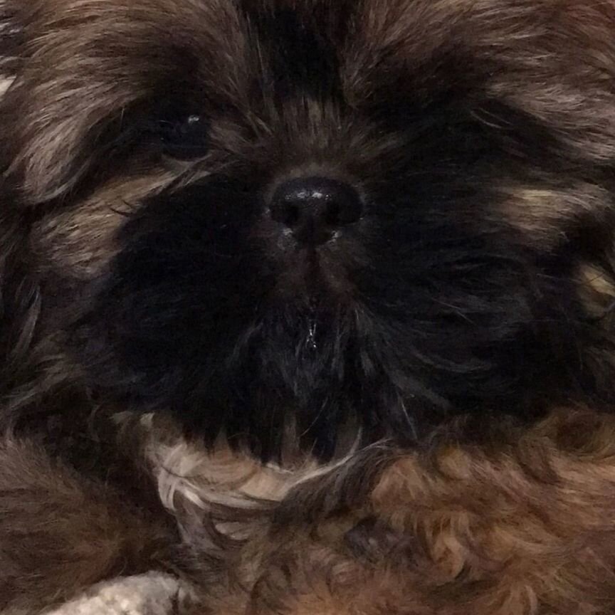 Щенок Ши Тцу