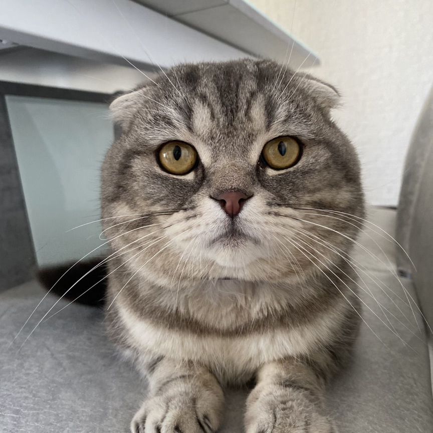 Шотландский кот