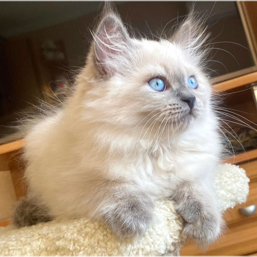 Невский маскарадный котёнок