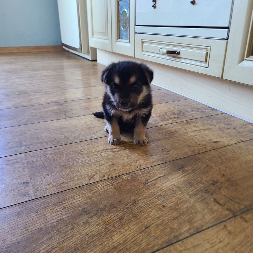 Щенок спасён их отлова. Ищем семью