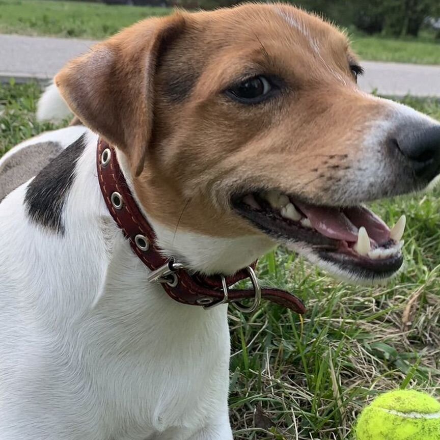 Джек-рассел-терьер, взрослая собака