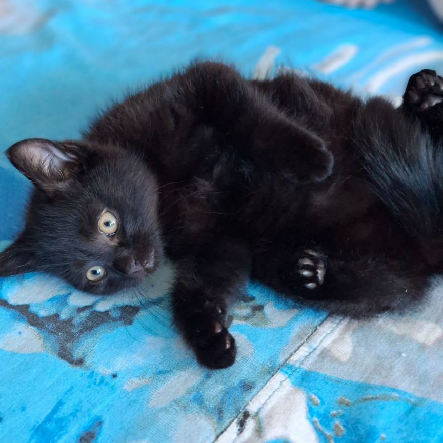 Котёнок в добрые руки