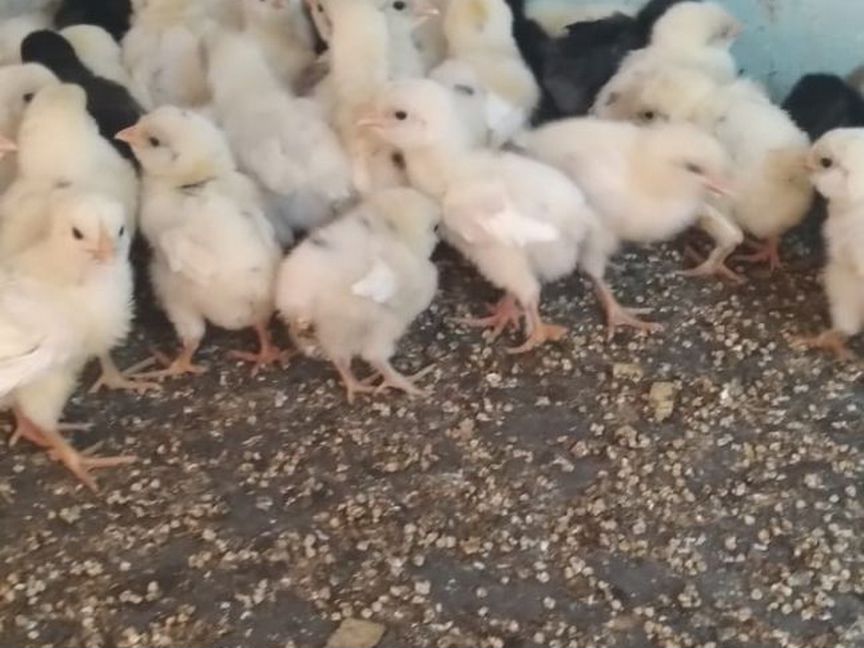 Цыплята подрощенные