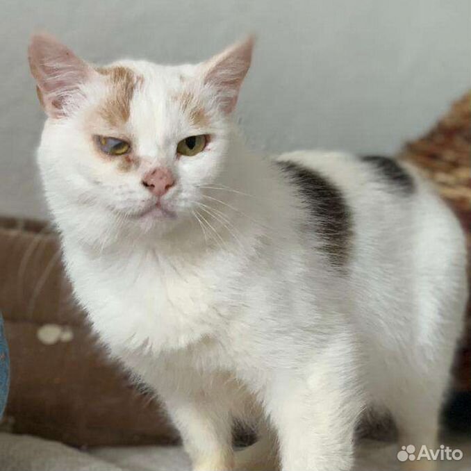 Кошкам нужна помощь. Находятся в отлове
