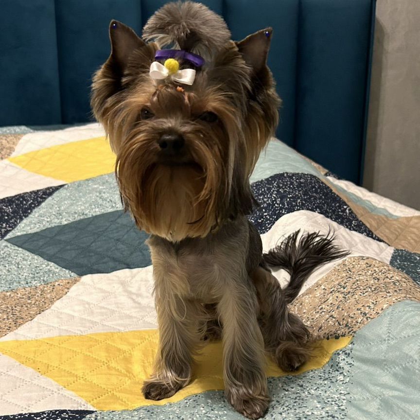 Йоркширский терьер, взрослый пёс