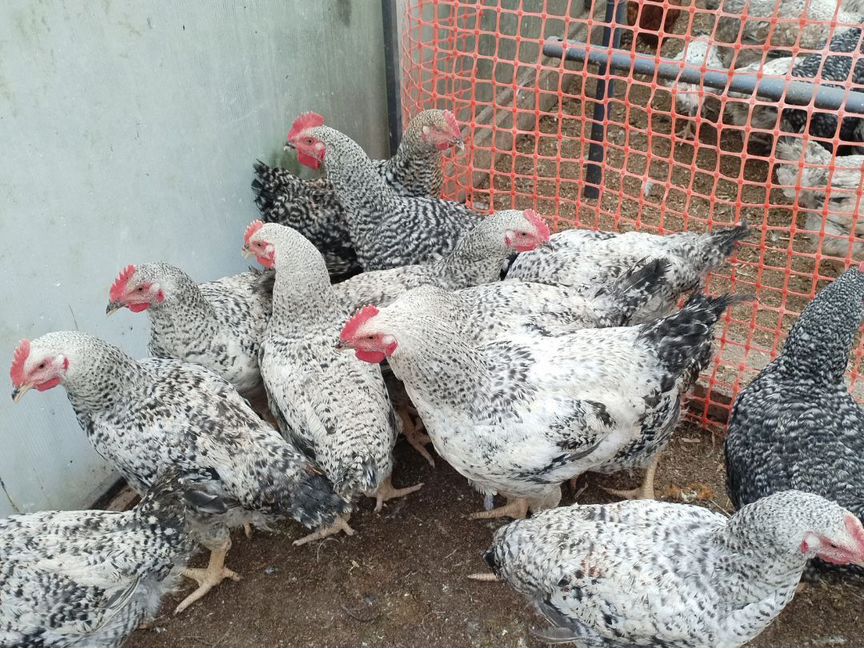 Петухи на племя и мясо