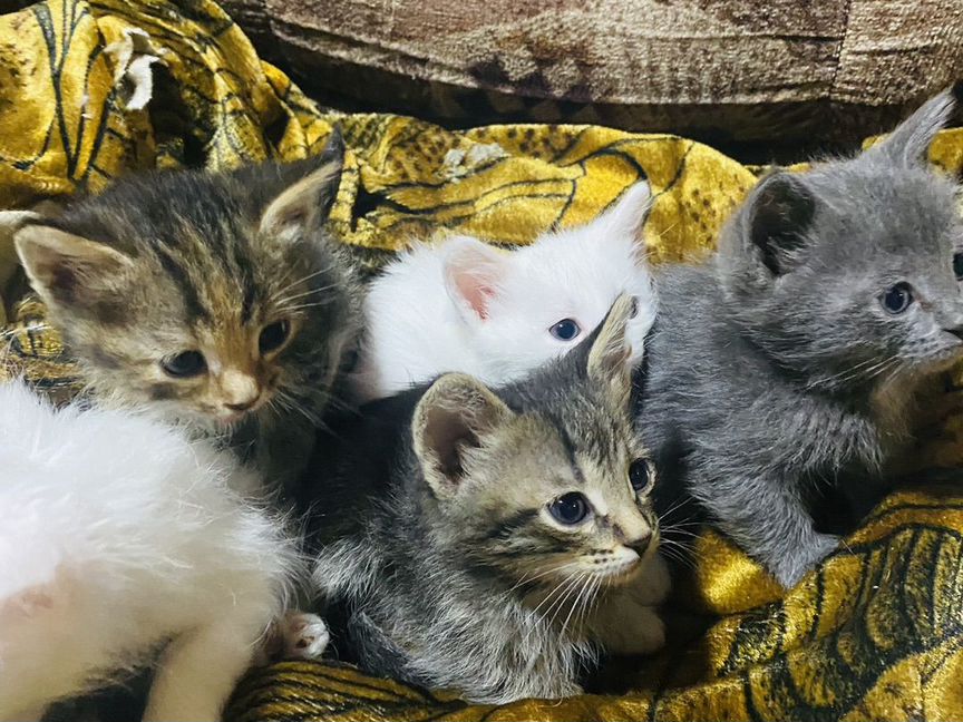 Котята в добрые руки