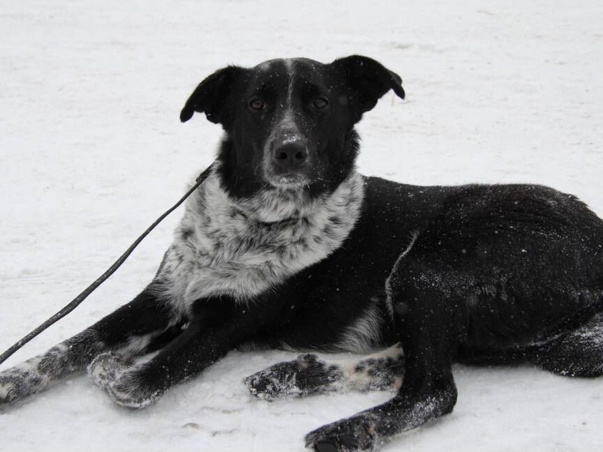 Кольт ищет лучших родителей