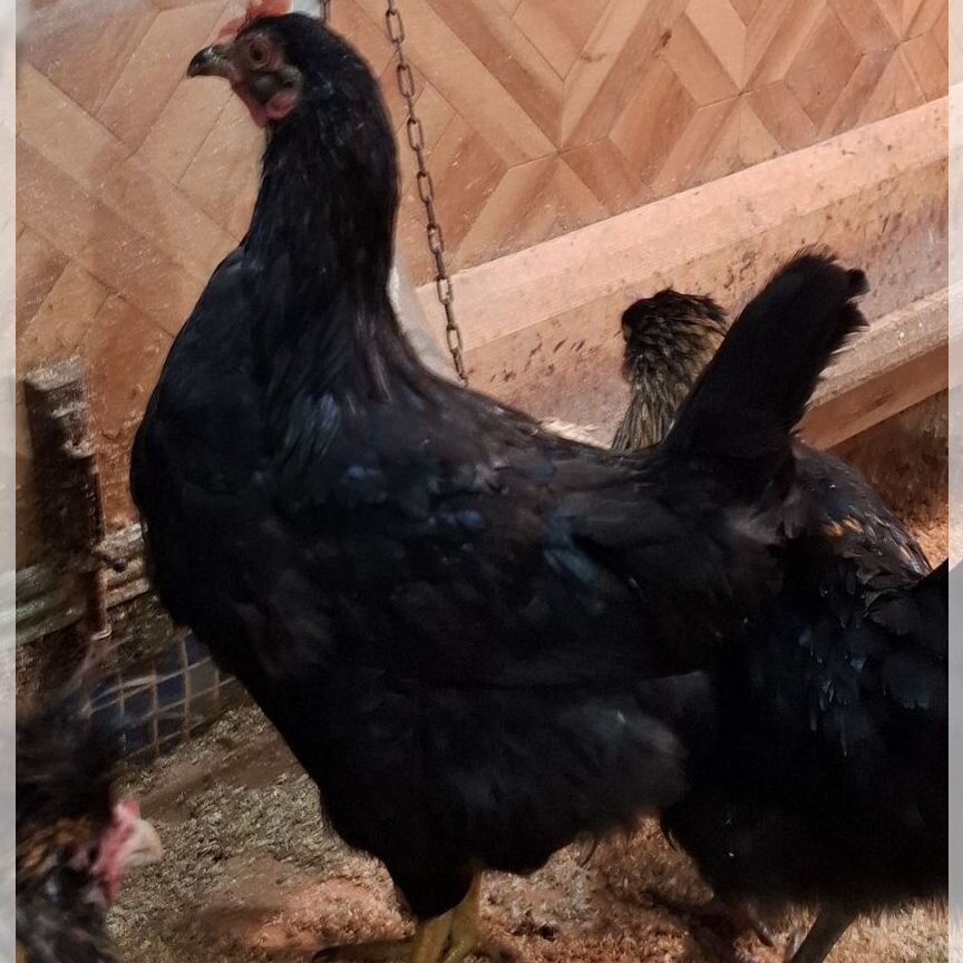 Породистый петух