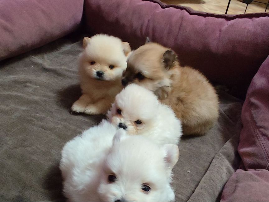 Маленькие булочки